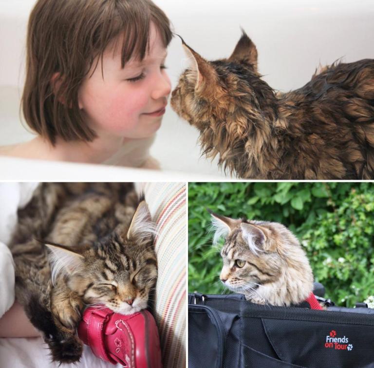 About – Iris Grace Painting