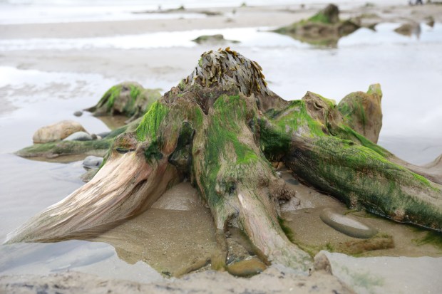 Prehistoric Tree Stumps – Iris Grace Painting