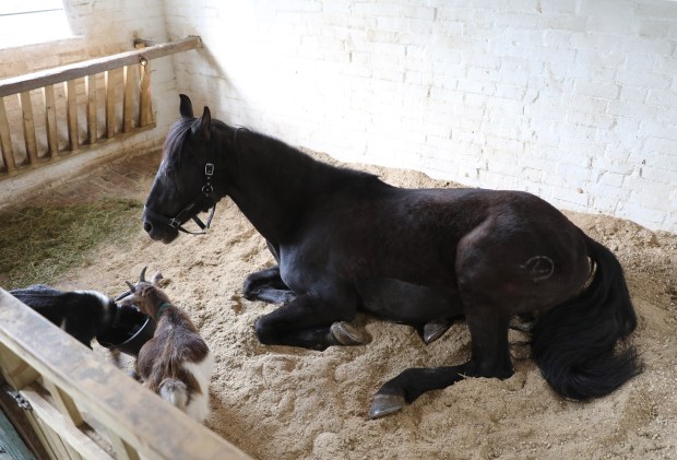 Plans not going to plan – Iris Grace Painting