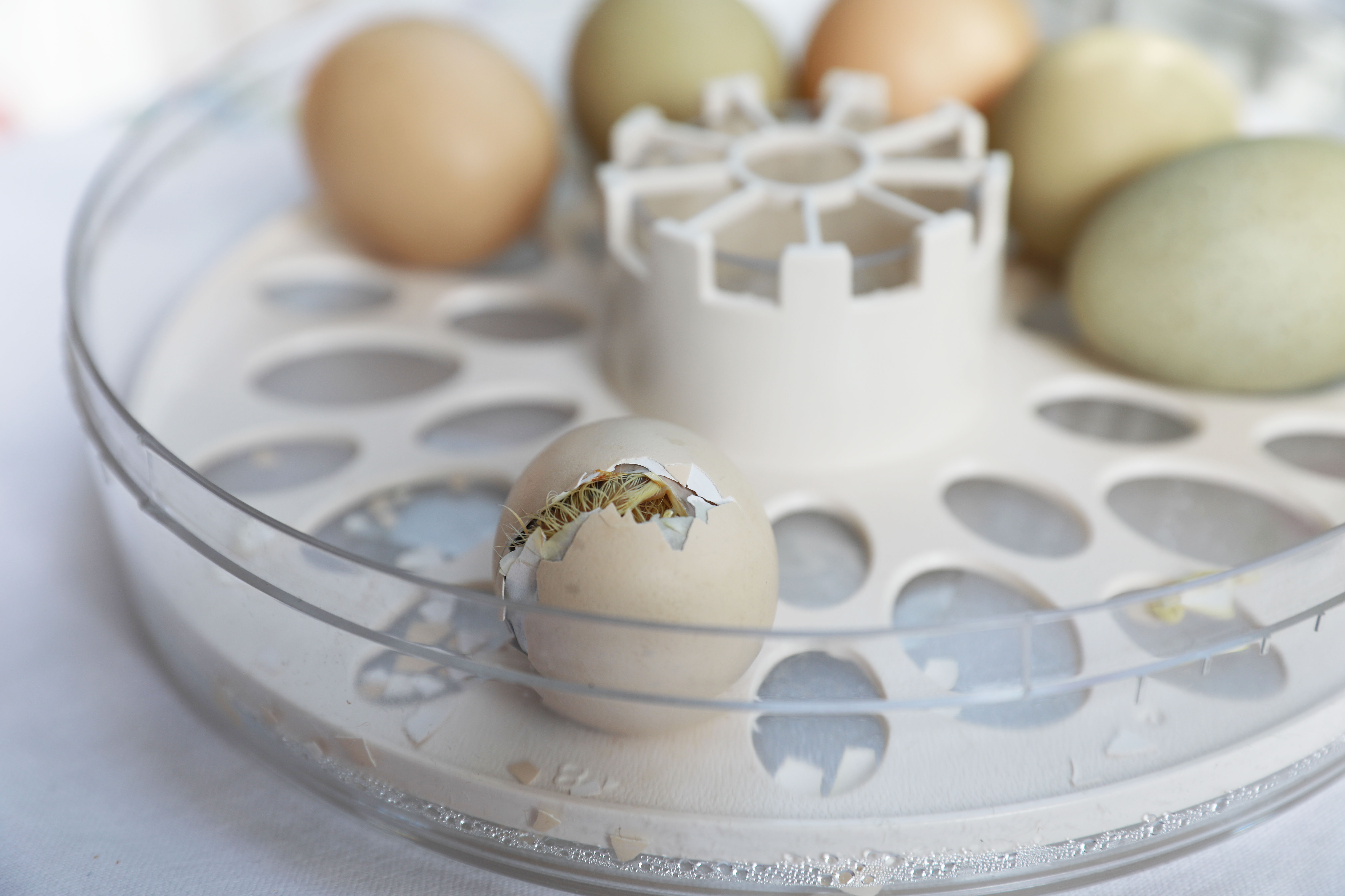The Egg Project – Iris Grace Painting
