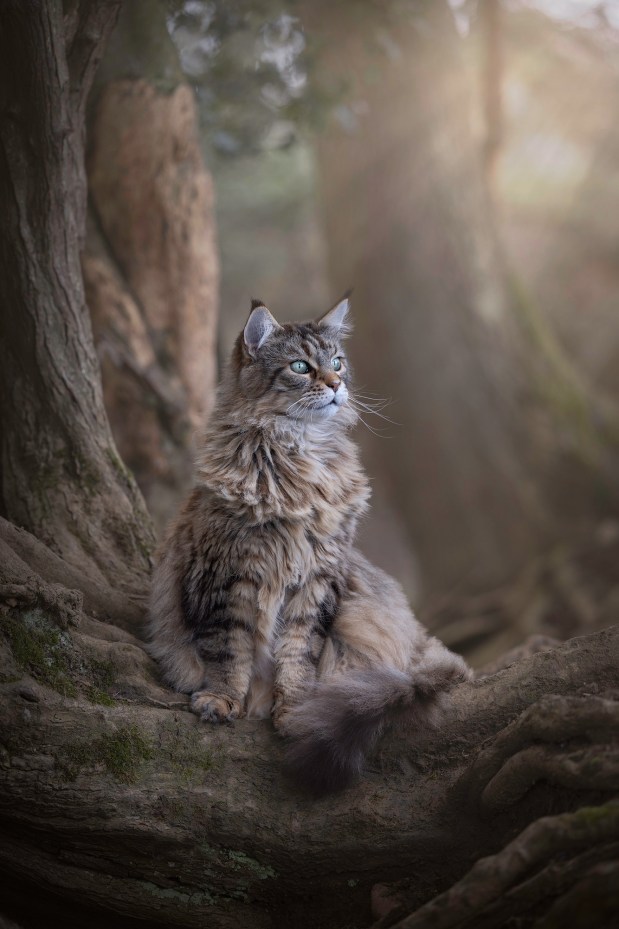 Therapy Cats for Autism: Choosing, Training, and Health – Iris Grace ...