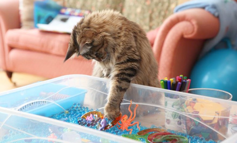 Somatic Therapy Exercises for Stress Reduction and Body Awareness ...